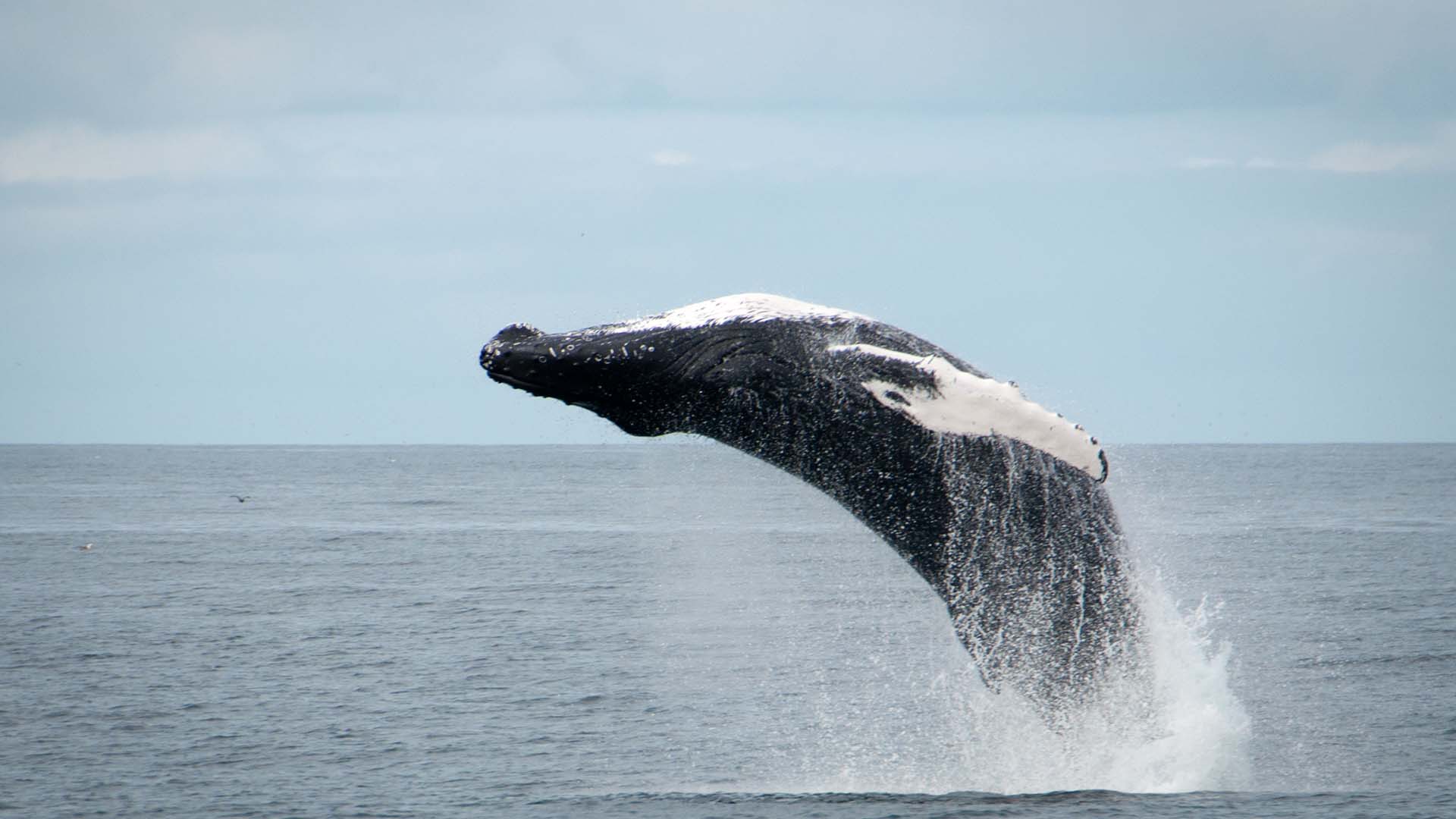 Excursions in Reykjavik, Iceland: Half-day & Full-day Tours | Compass Tours